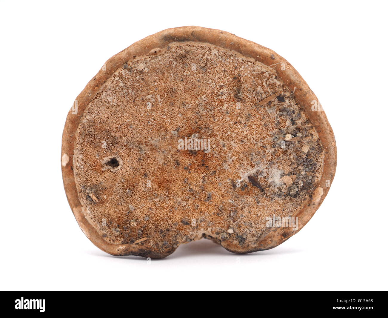 Edible polypore Cut Out Stock Images & Pictures - Alamy