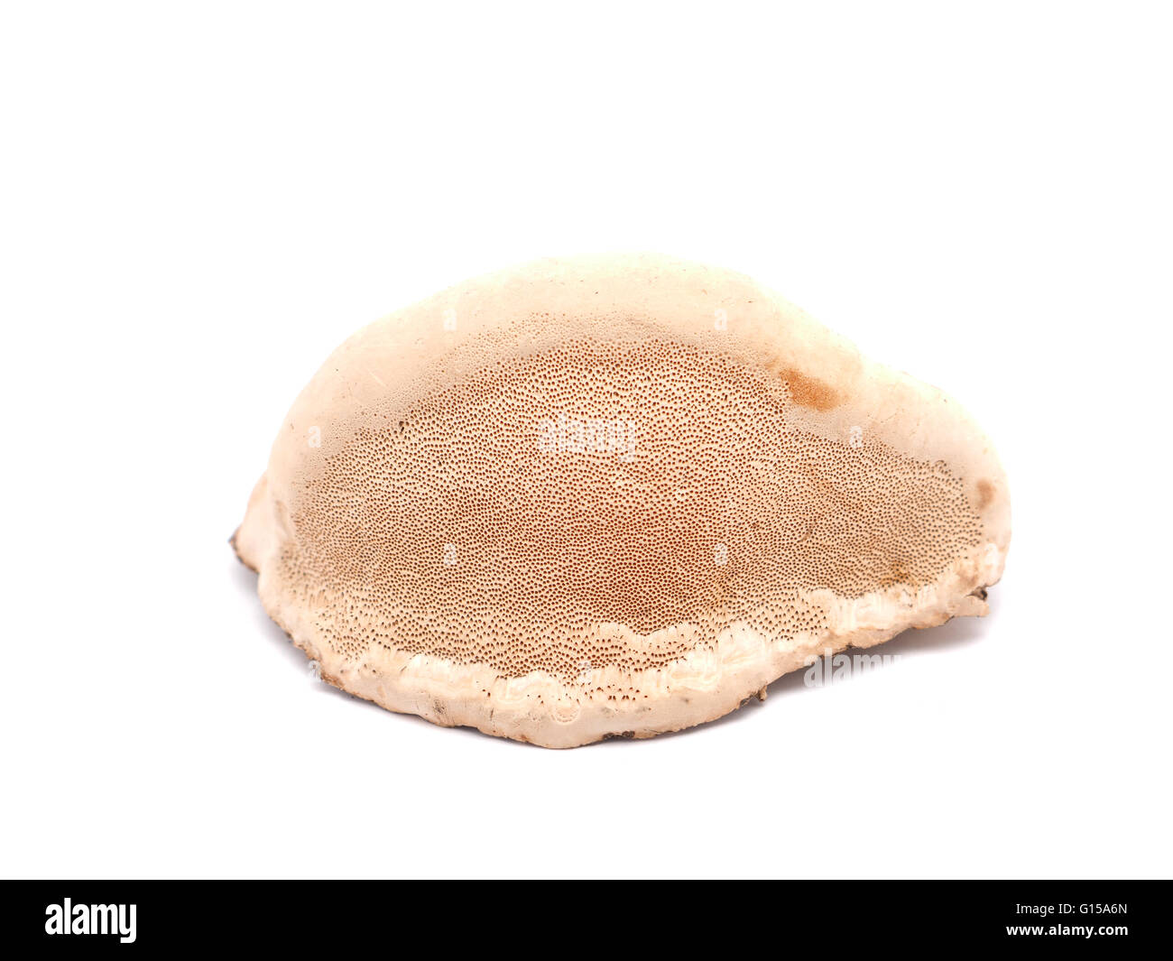 Edible polypore Cut Out Stock Images & Pictures - Alamy