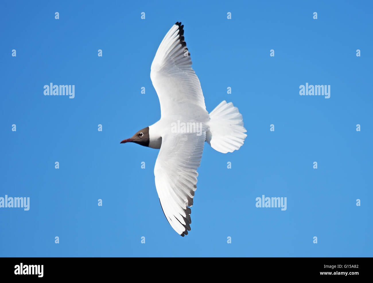 seagull in flight Stock Photo - Alamy