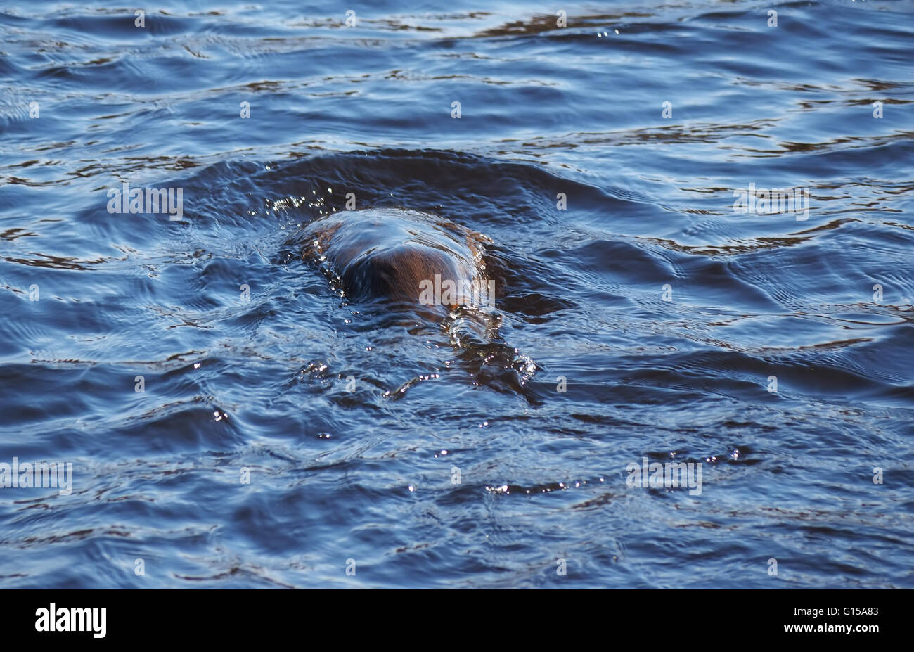 Beaver Tail Paddle High Resolution Stock Photography and Images - Alamy