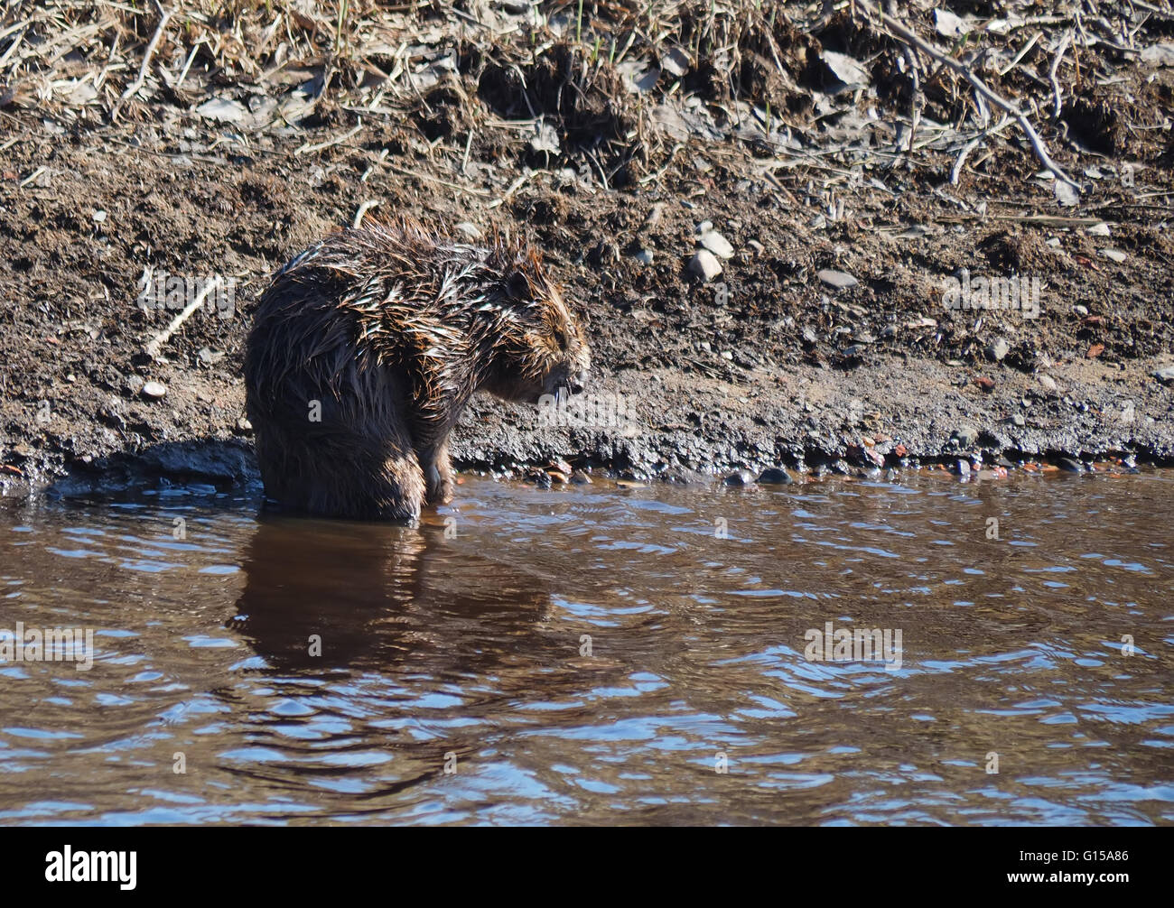 Beaver tail paddle hi-res stock photography and images - Alamy