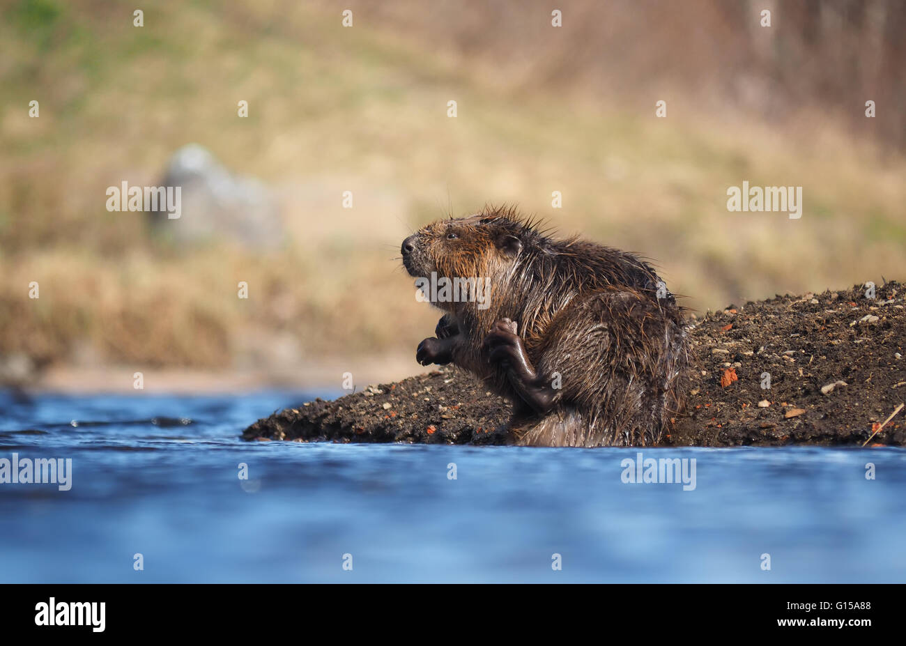 Beaver tail paddle hi-res stock photography and images - Alamy