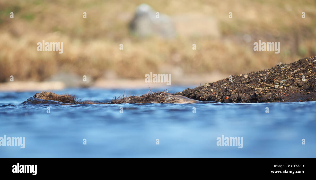 Beaver tail paddle hi-res stock photography and images - Alamy