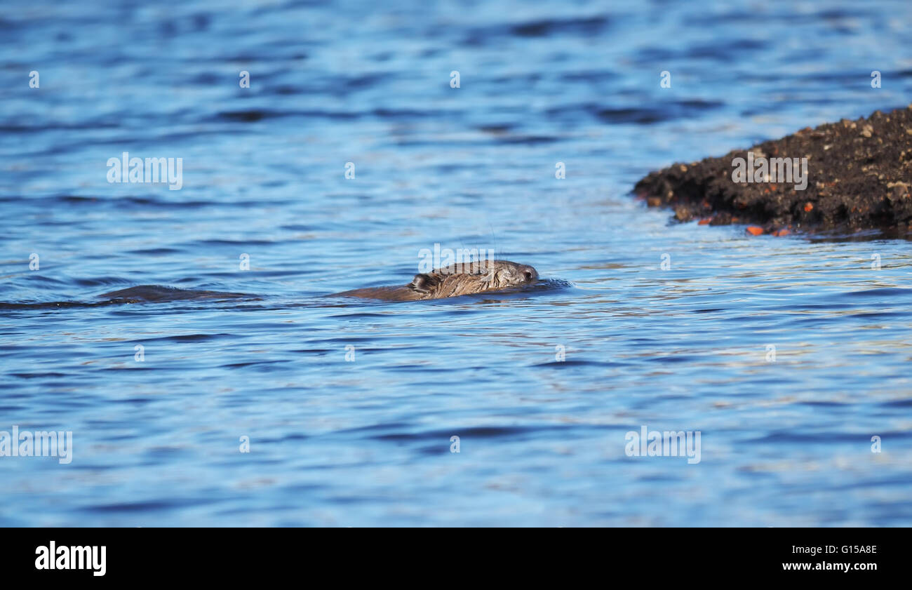 Beaver Tail Paddle High Resolution Stock Photography and Images - Alamy
