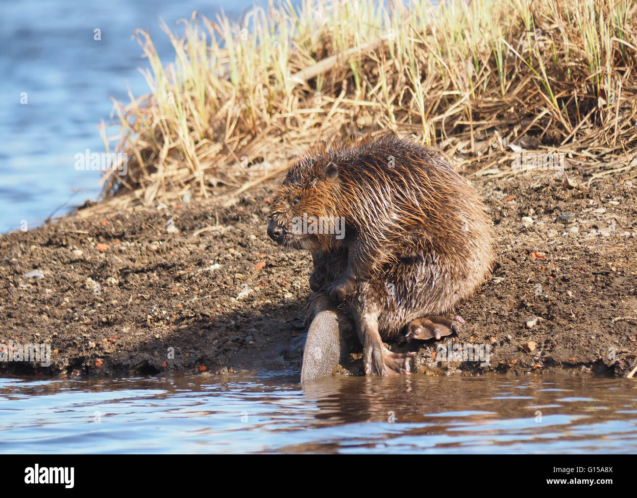 Beaver tail paddle hi-res stock photography and images - Alamy