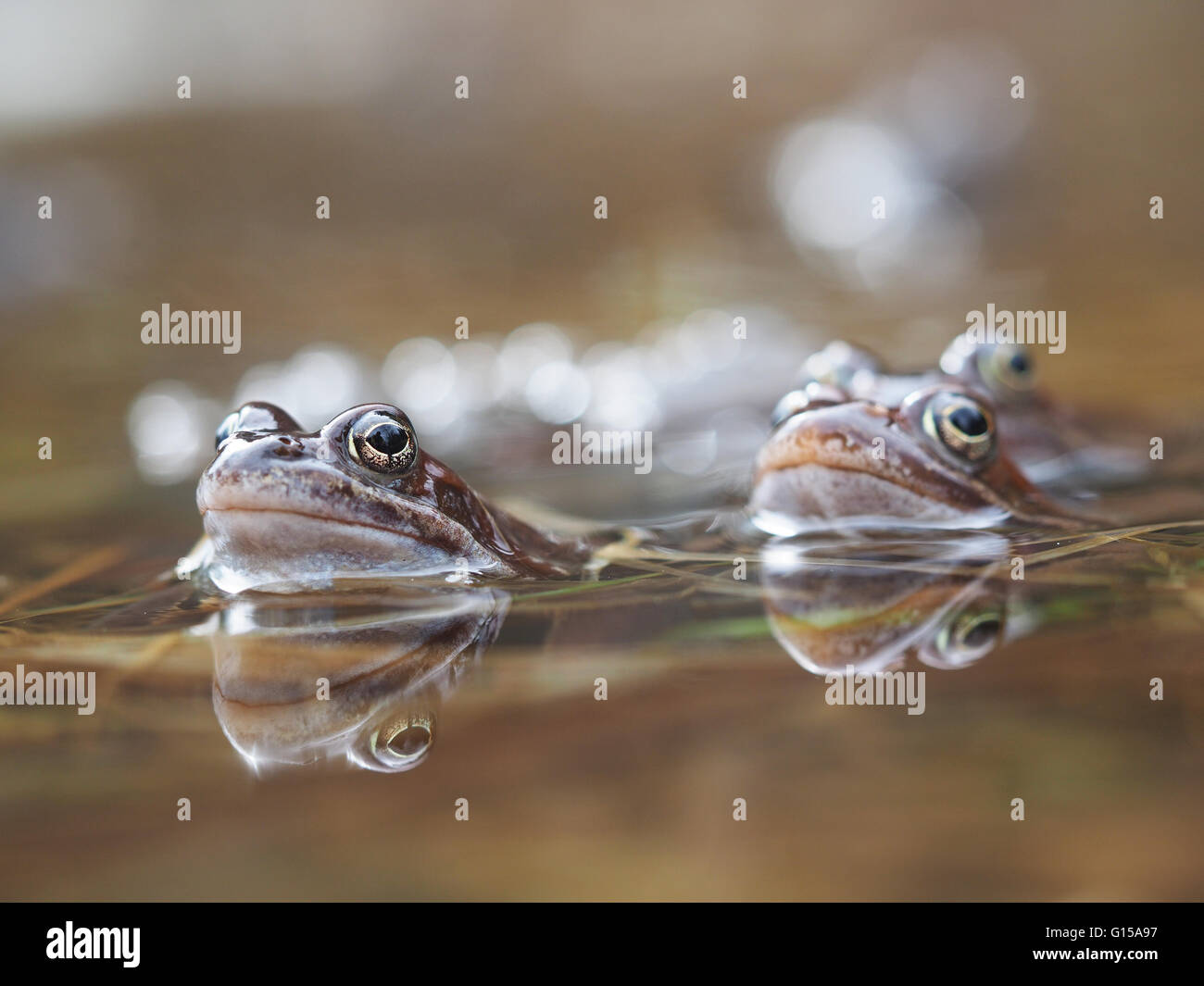 frog in pond Stock Photo - Alamy