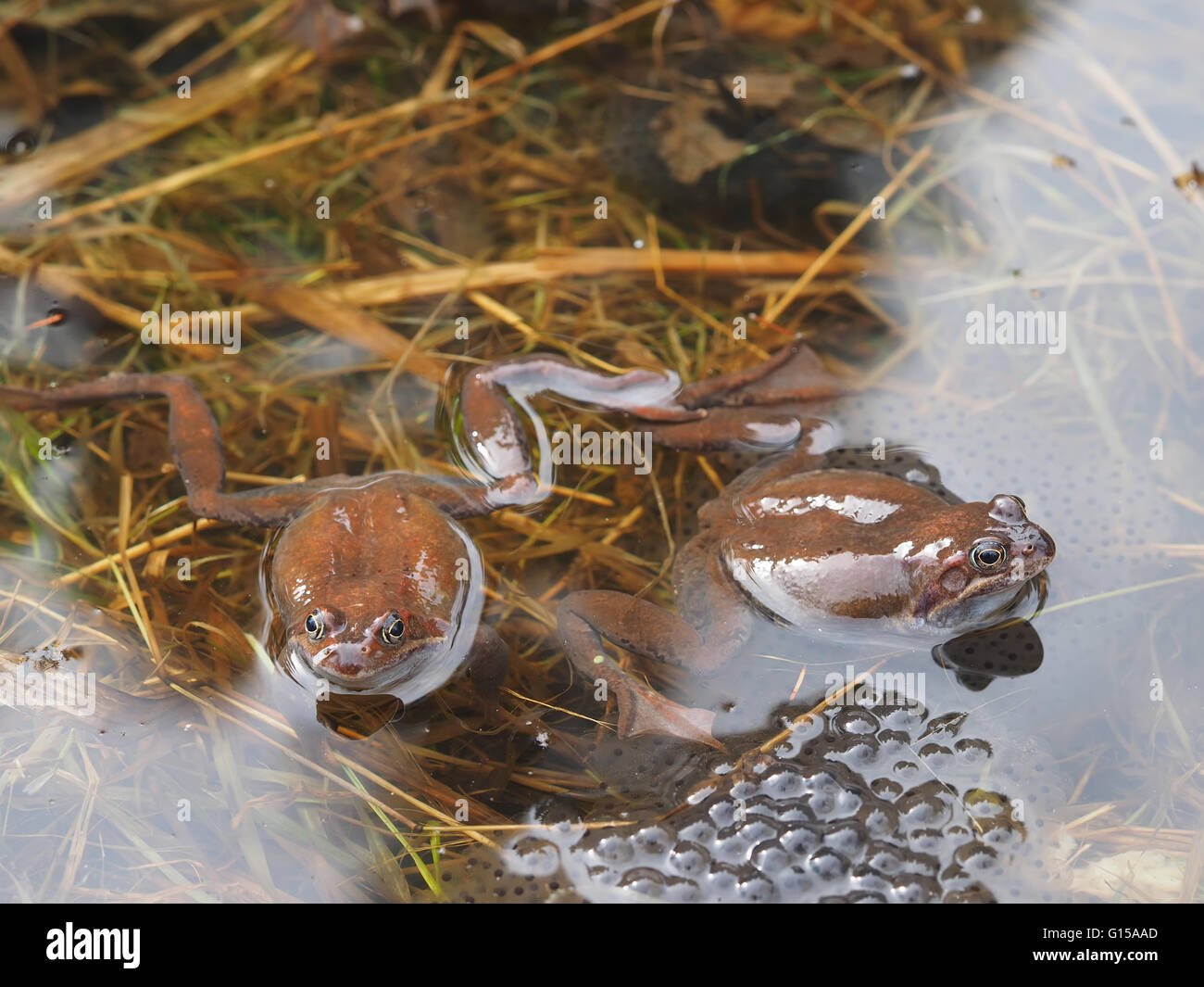 frog in pond Stock Photo - Alamy