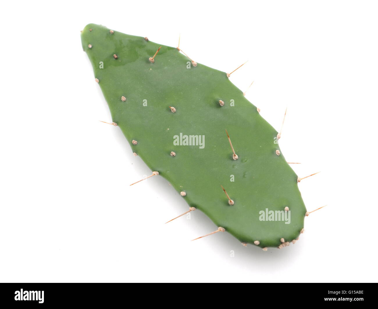 prickly leaves on a white background Stock Photo - Alamy