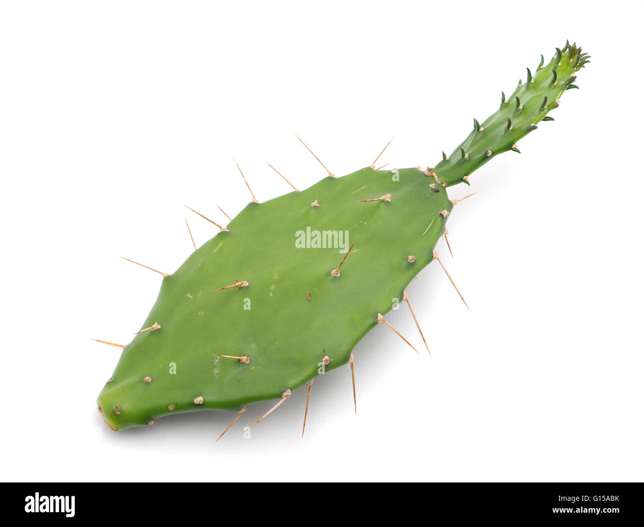 Prickly vegetable Cut Out Stock Images & Pictures - Alamy