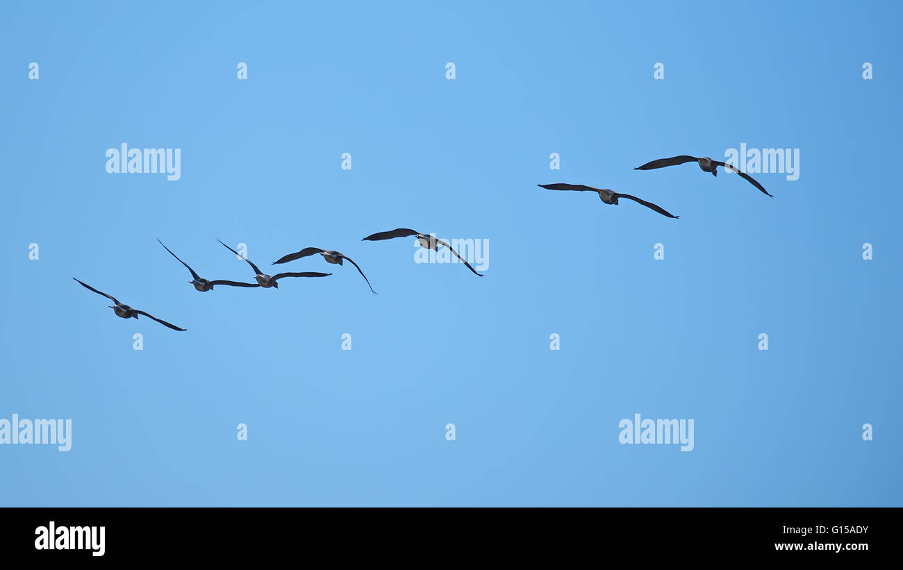 Geese in flight Stock Photo - Alamy
