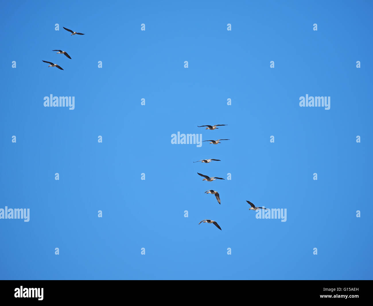 Geese in flight Stock Photo - Alamy