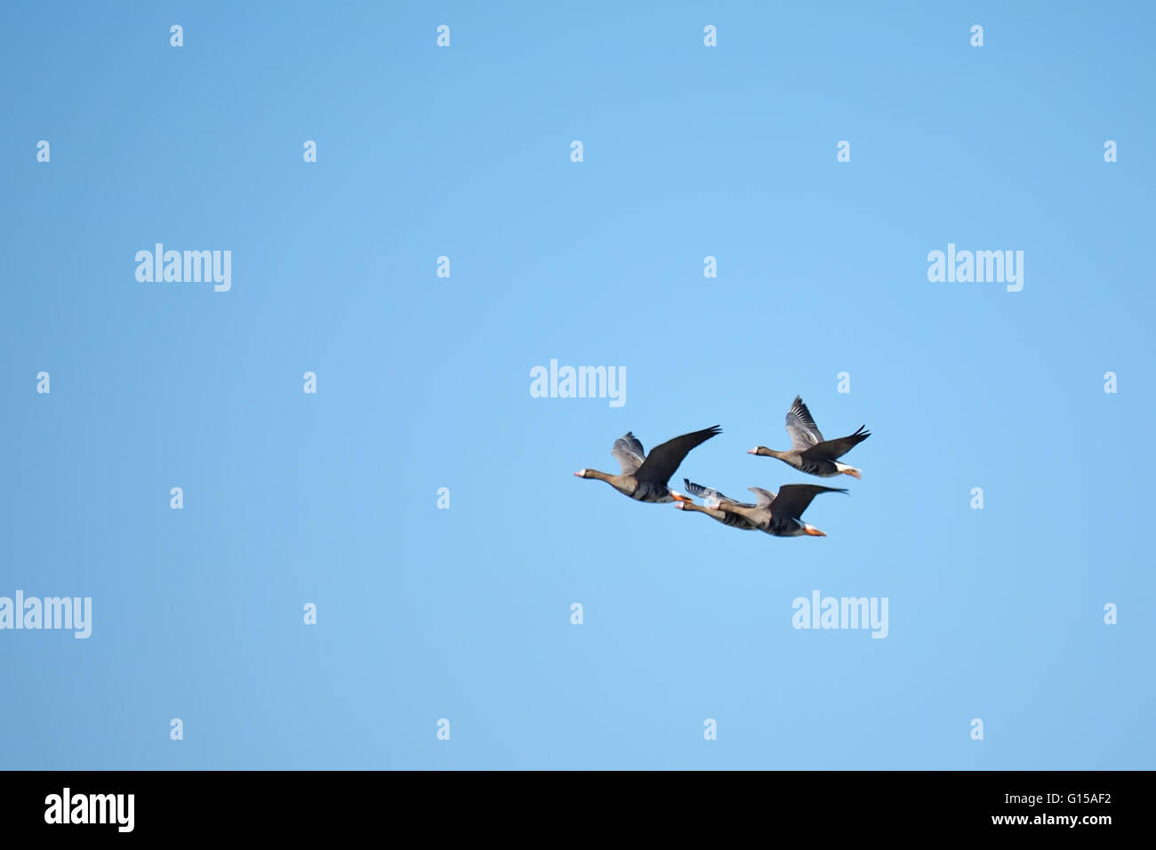 Geese in flight Stock Photo - Alamy