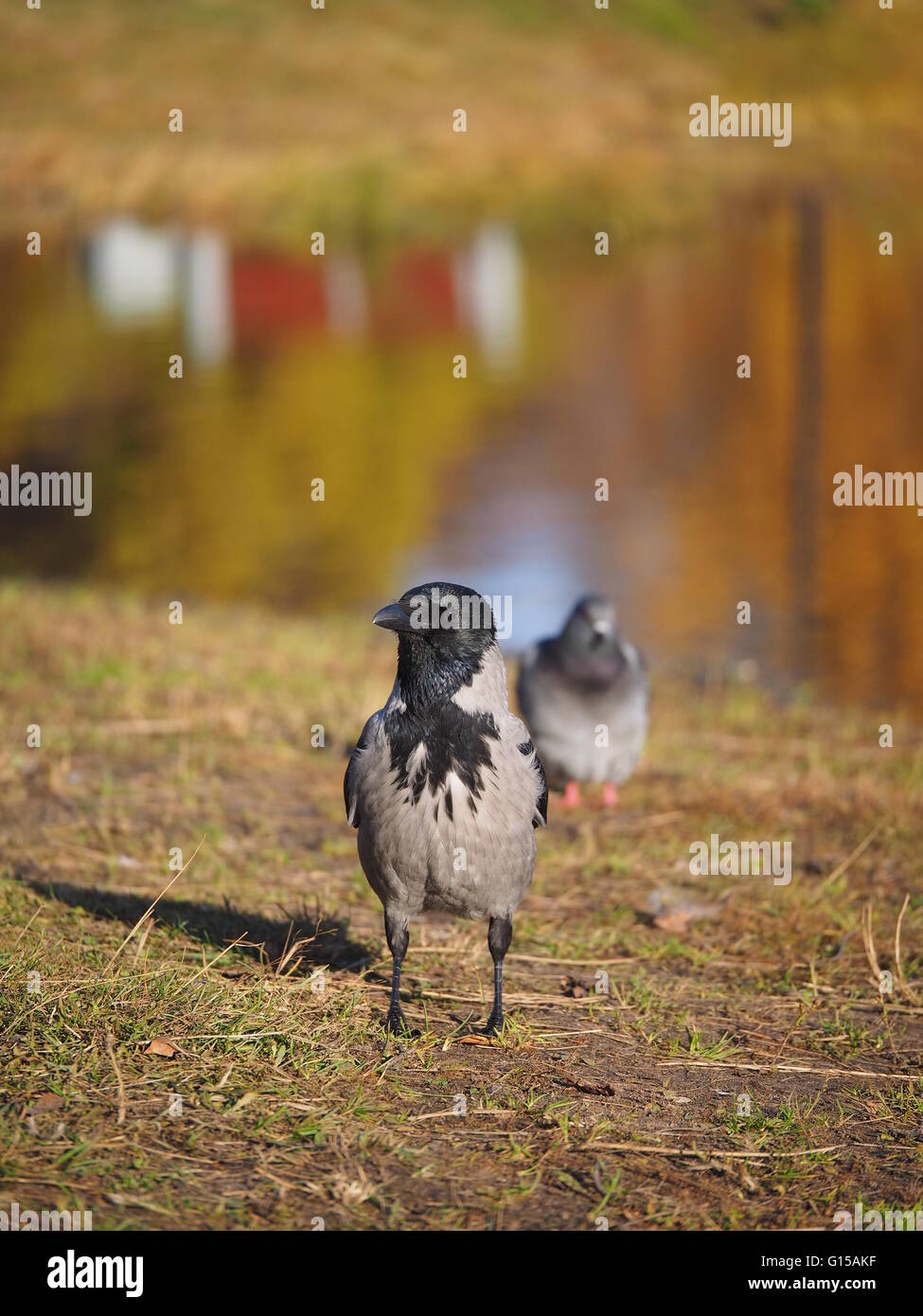 Crow on bank river hi-res stock photography and images - Alamy