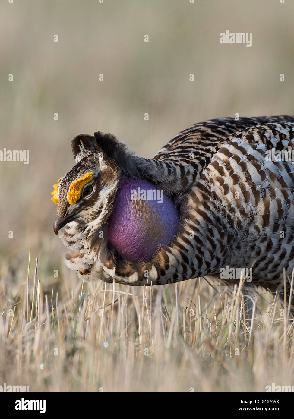Wild Hybrid Sharptail Grouse Prairie Chicken Stock Photo - Alamy