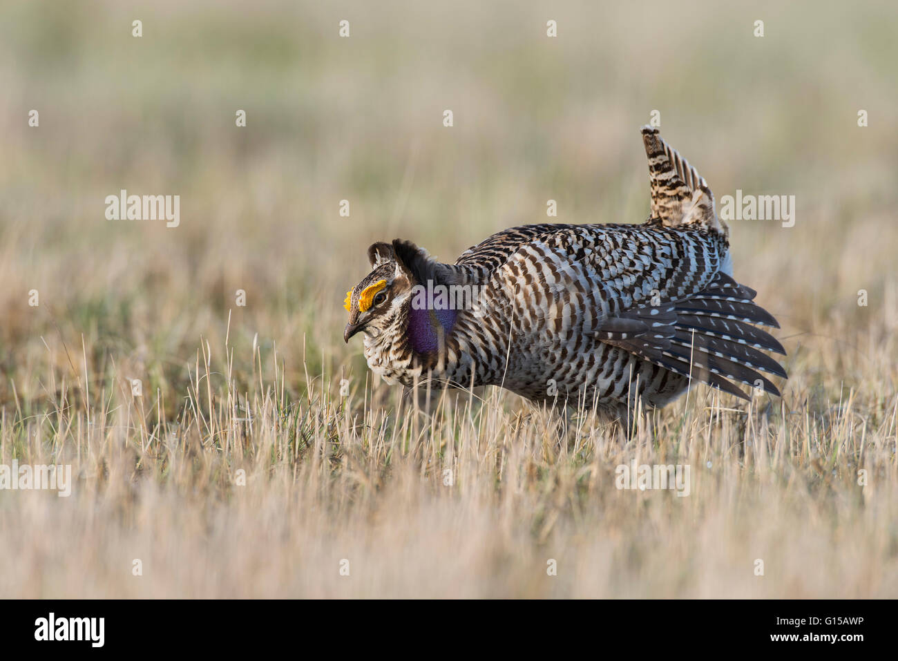 Wild Hybrid Sharptail Grouse Prairie Chicken Stock Photo - Alamy