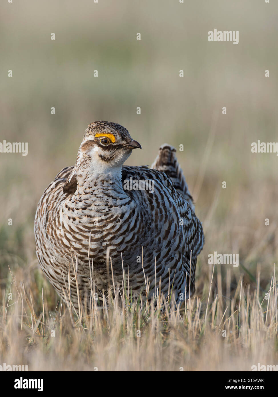 Wild Hybrid Sharptail Grouse Prairie Chicken Stock Photo - Alamy
