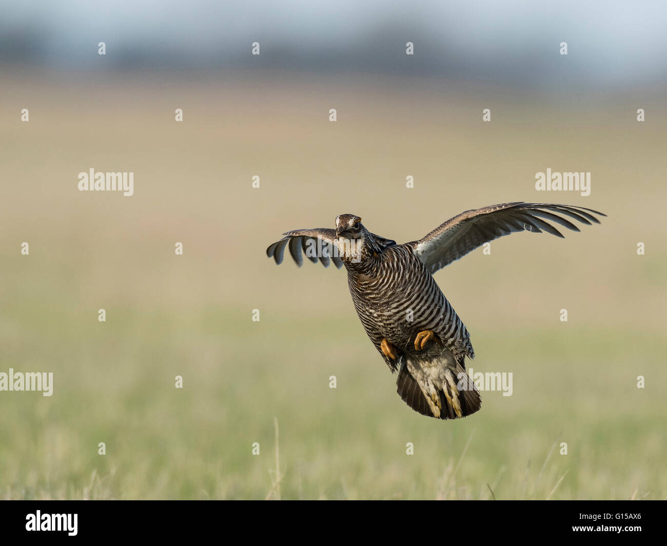 A flying Greater Prairie Chicken in Minnesota Stock Photo - Alamy