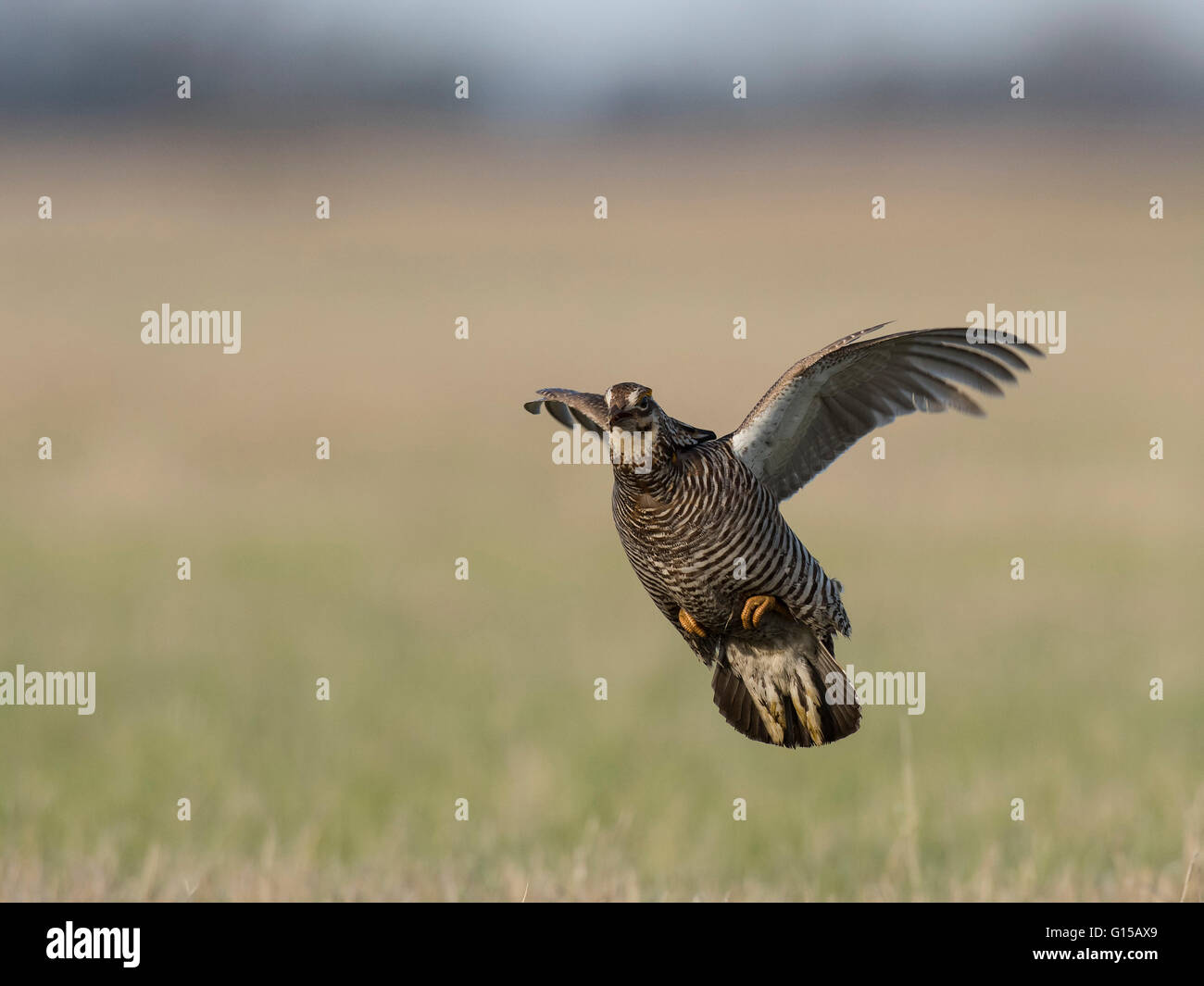 A flying Greater Prairie Chicken in Minnesota Stock Photo - Alamy