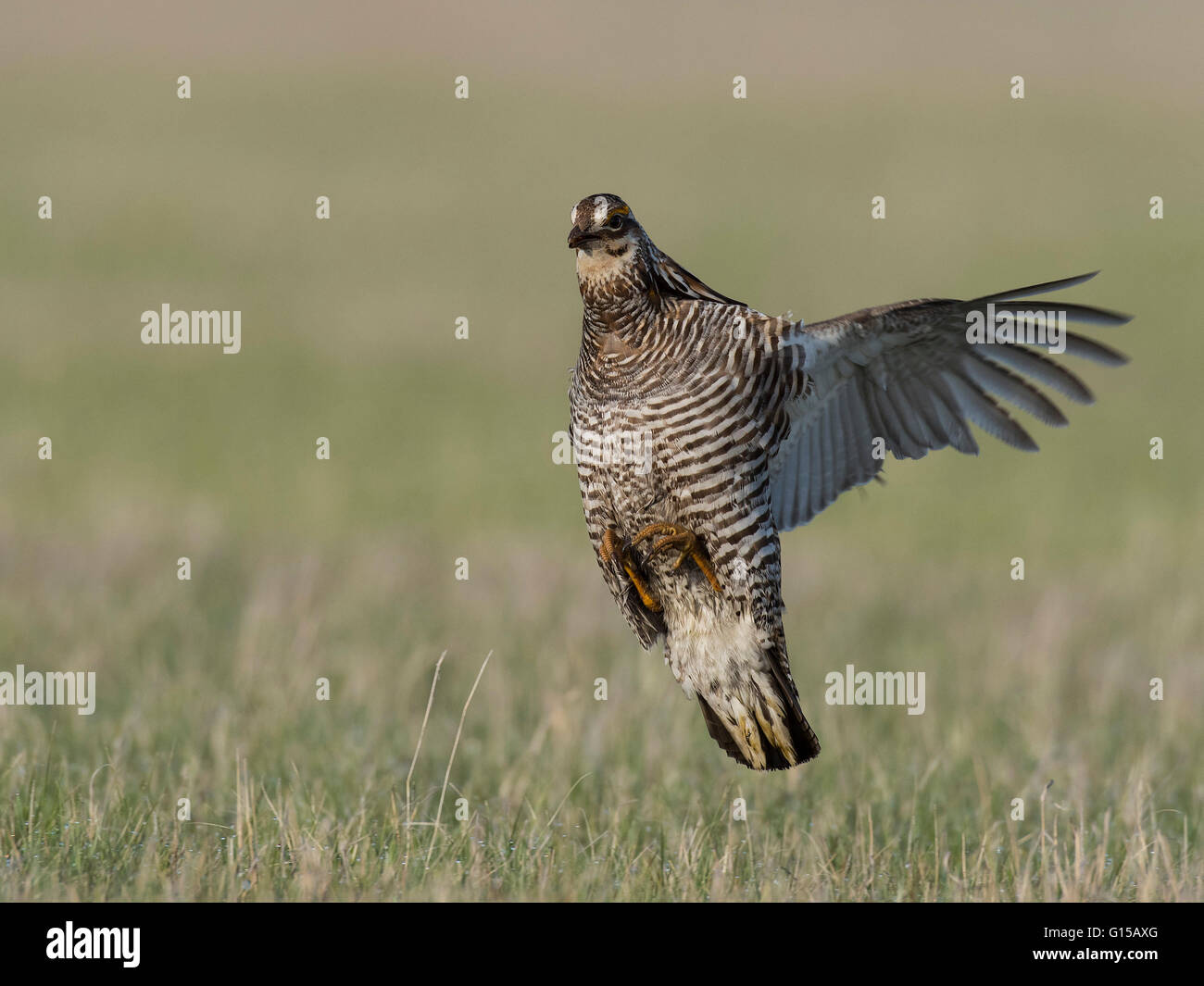 A flying Greater Prairie Chicken in Minnesota Stock Photo - Alamy