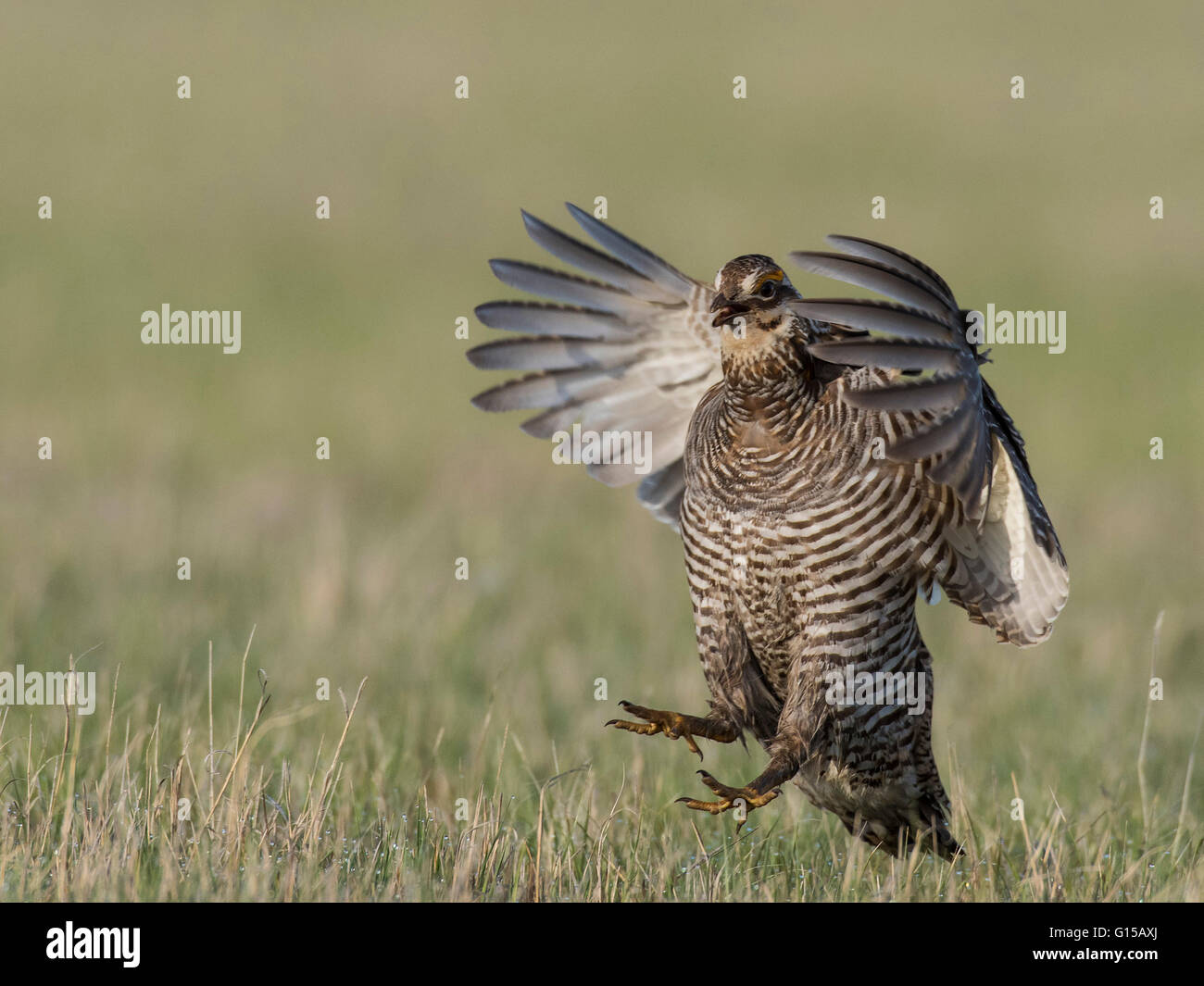 The greater prairie chicken hi-res stock photography and images - Alamy