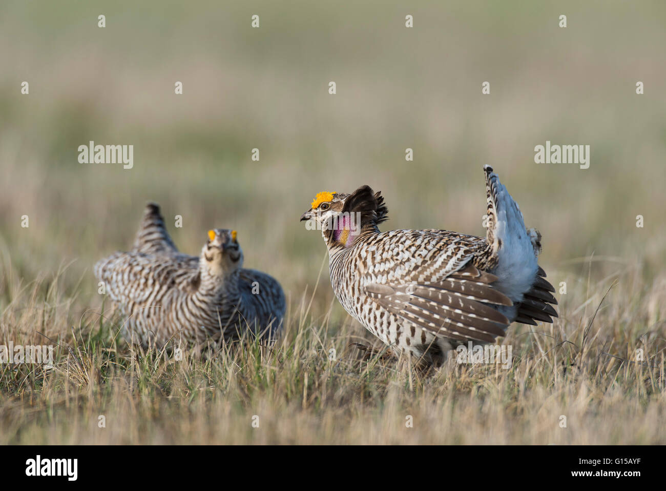 Hybrid grouse hi-res stock photography and images - Alamy