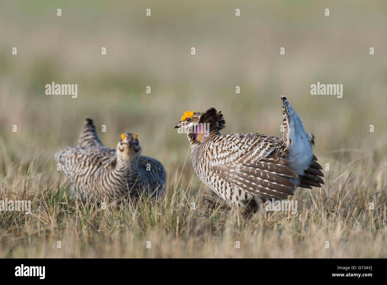 Wild Hybrid Sharptail Grouse Prairie Chicken Stock Photo - Alamy