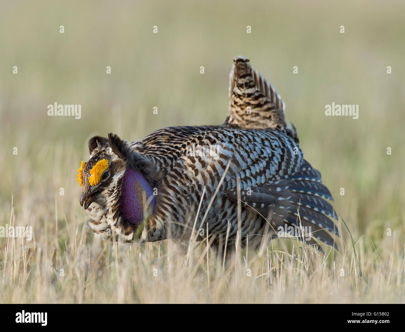 Wild Hybrid Sharptail Grouse Prairie Chicken Stock Photo - Alamy