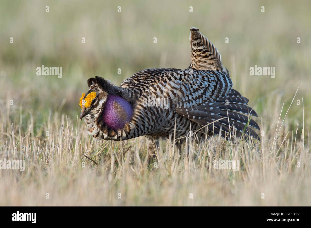 Wild Hybrid Sharptail Grouse Prairie Chicken Stock Photo - Alamy