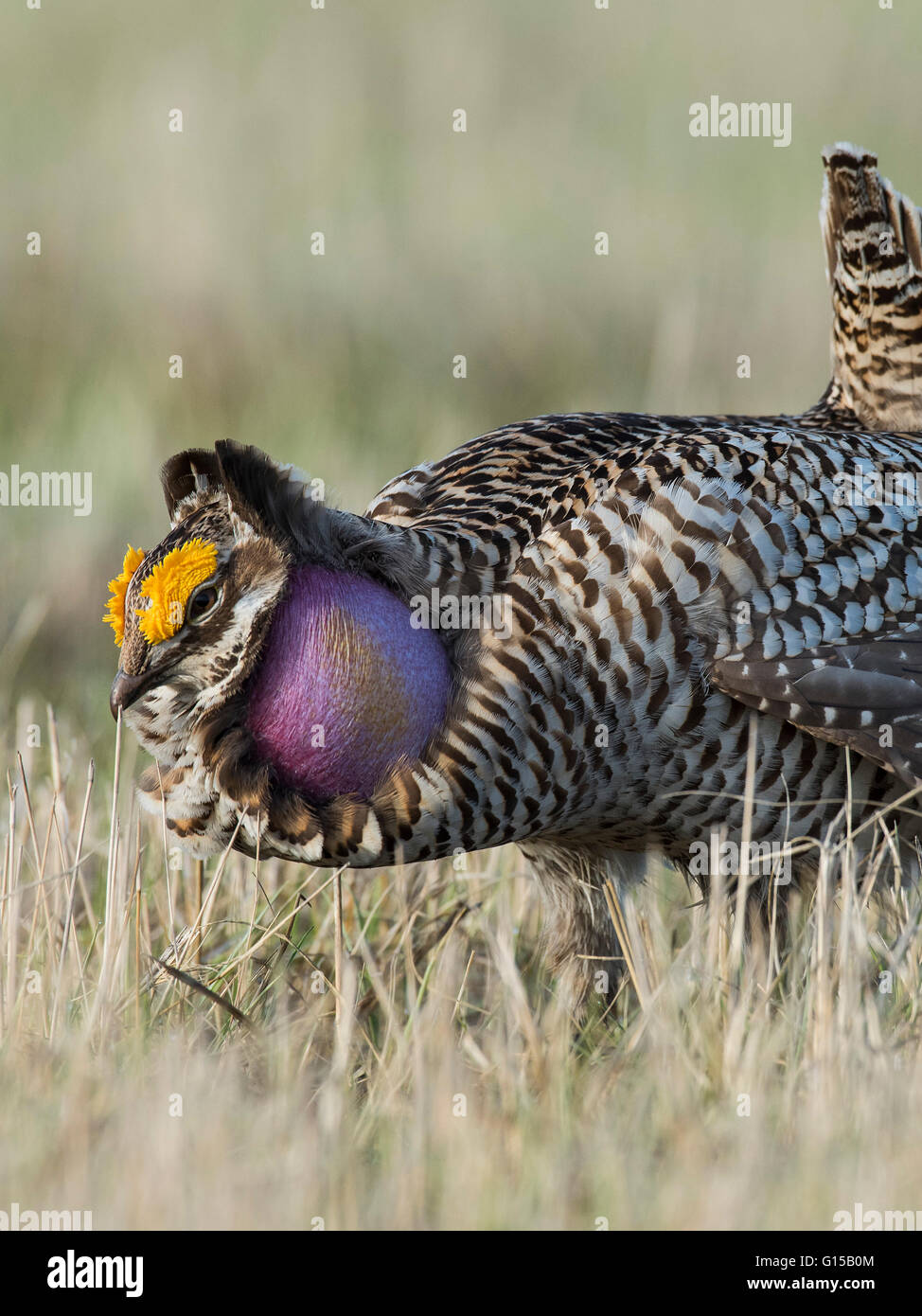Hybrid grouse hi-res stock photography and images - Alamy