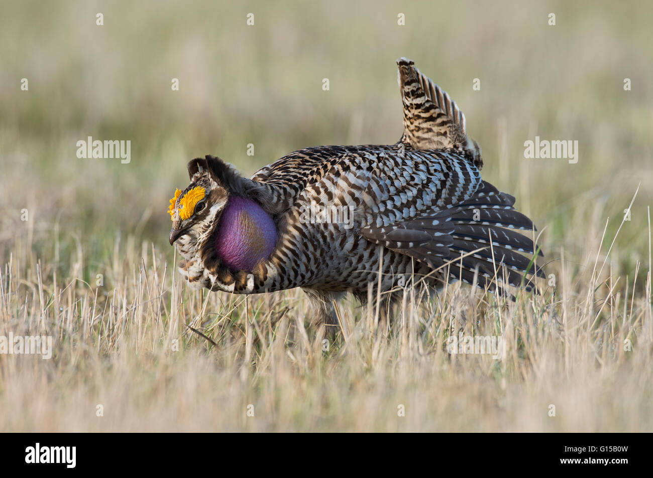 Hybrid grouse hi-res stock photography and images - Alamy