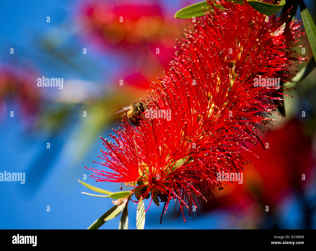 Australian wildflower seeds hi-res stock photography and images - Alamy