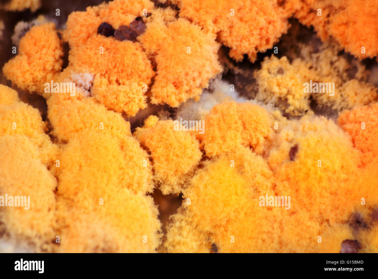 Mold growing rapidly on moldy rice in yellow and orange spores Stock ...