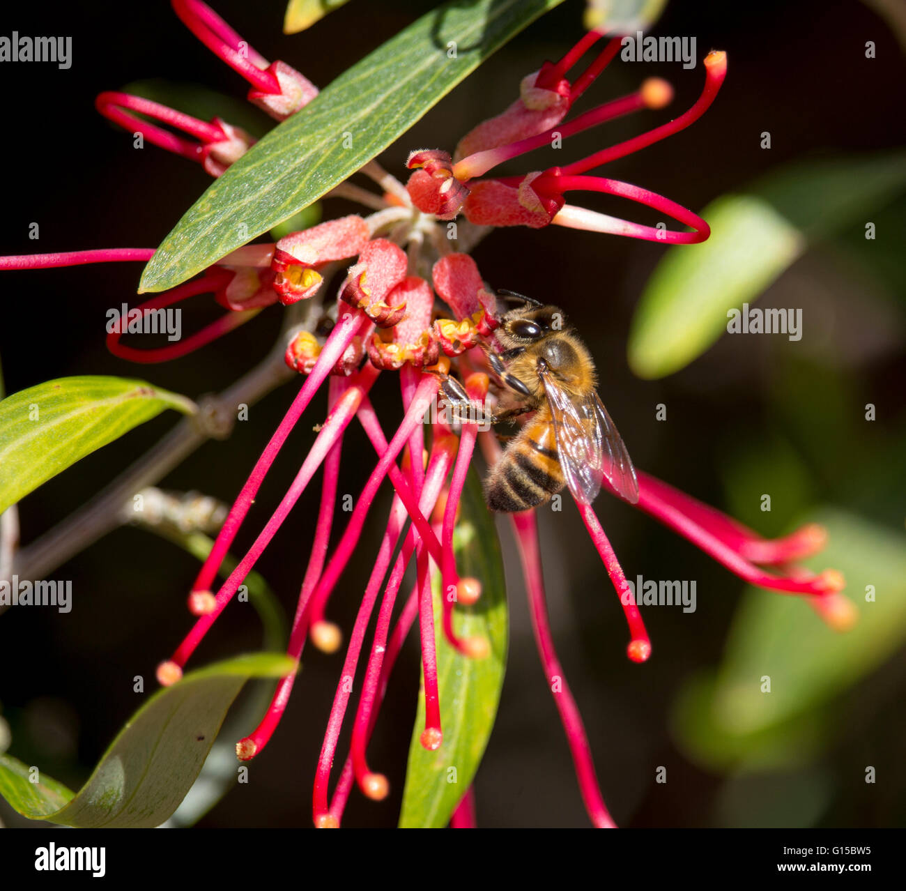 Busy little honey bee gathering pollen from a dainty small red ...