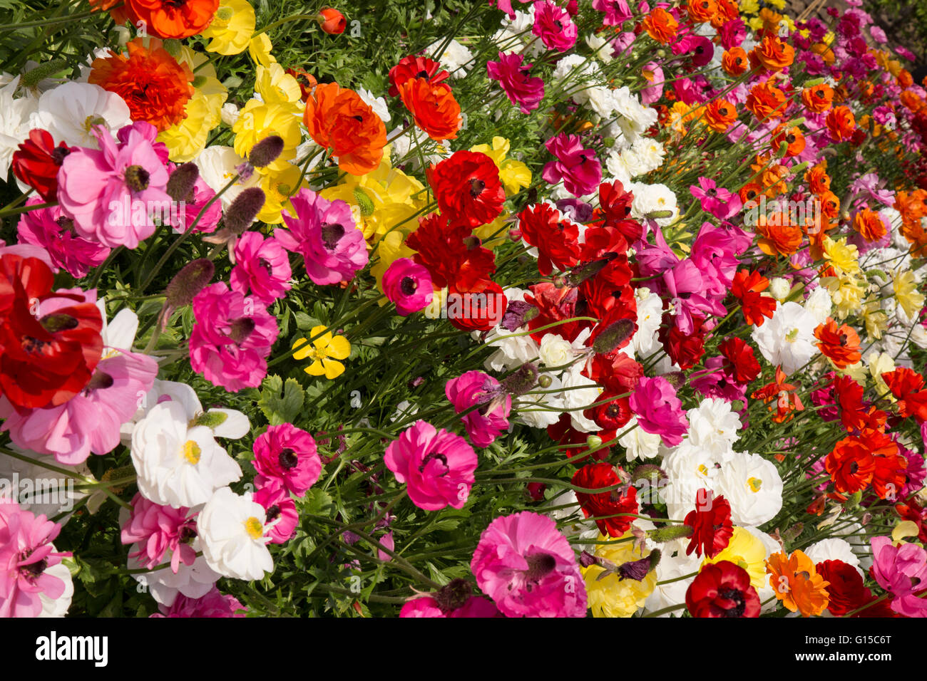 Many colourful flowers in a garden Stock Photo - Alamy