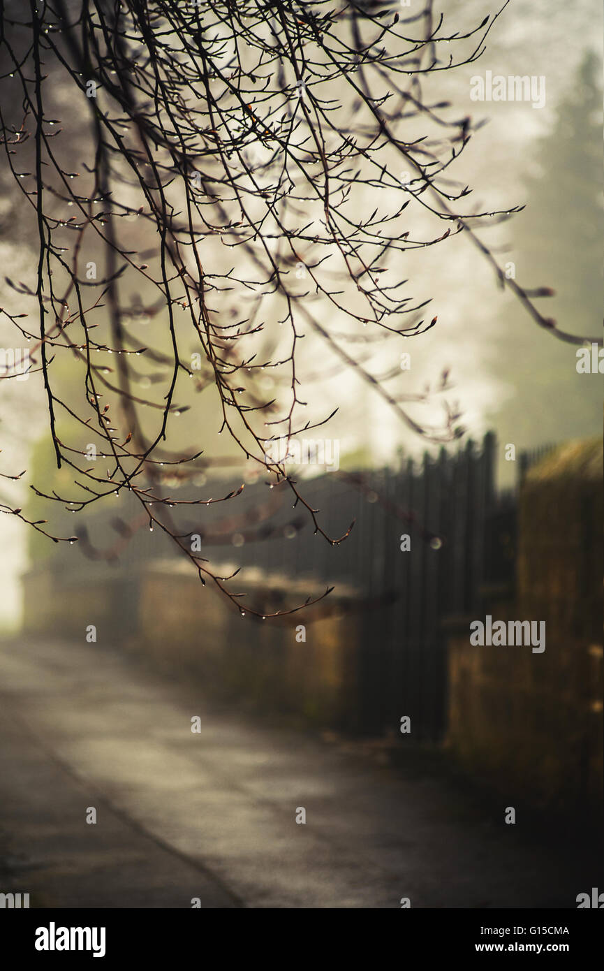 Rain trees hi-res stock photography and images - Alamy