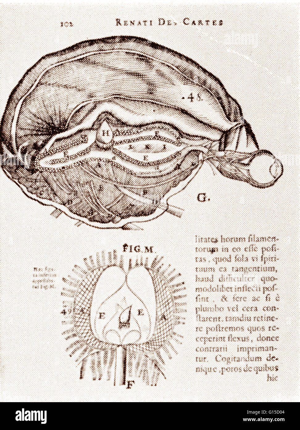 Drawing of the brain and pineal gland from a physiology textbook by ...