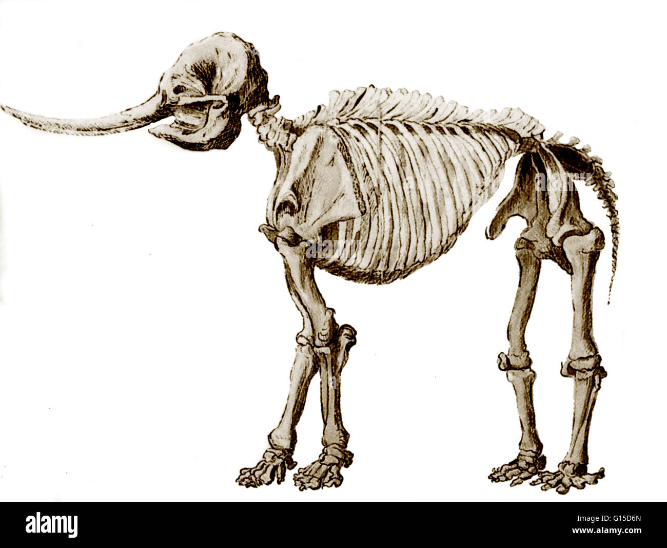 Mastodon skeleton (1801), by Rembrandt Peale (1778 - 1860). Peale was ...