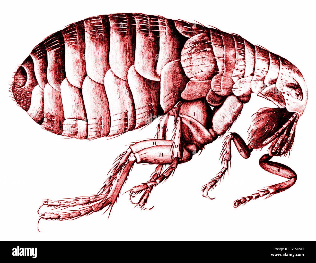 Drawing of a flea done by Robert Hooke & published in Micrographia in ...