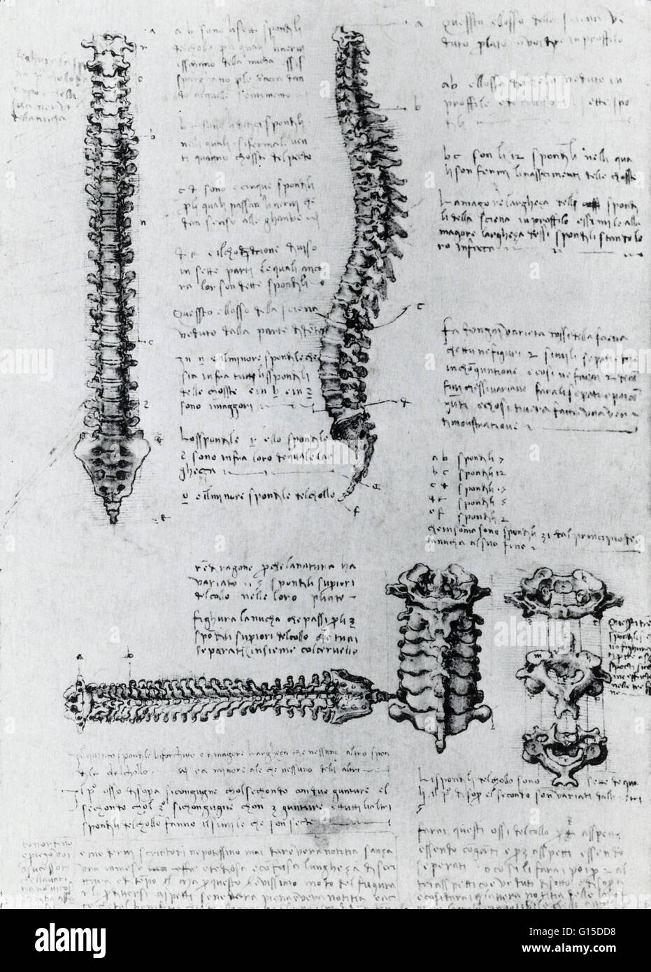 Spine anatomical drawing hi-res stock photography and images - Alamy
