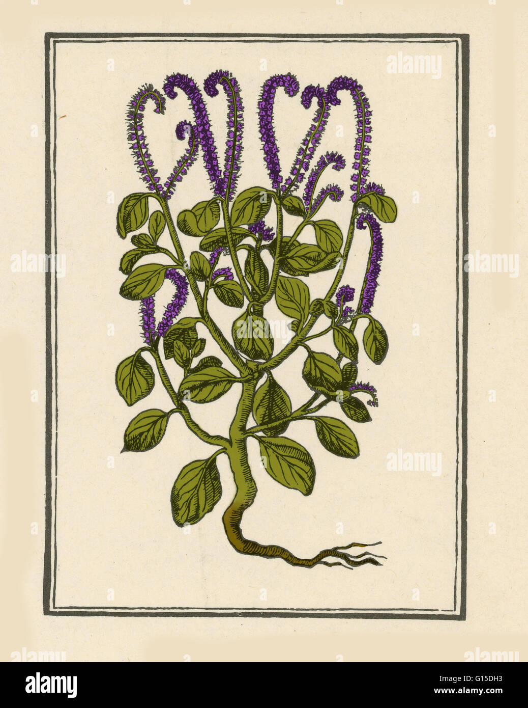 Apollo and clytie hi-res stock photography and images - Alamy