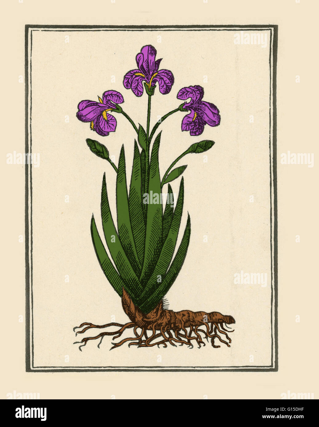 Florentine iris illustration hi-res stock photography and images - Alamy