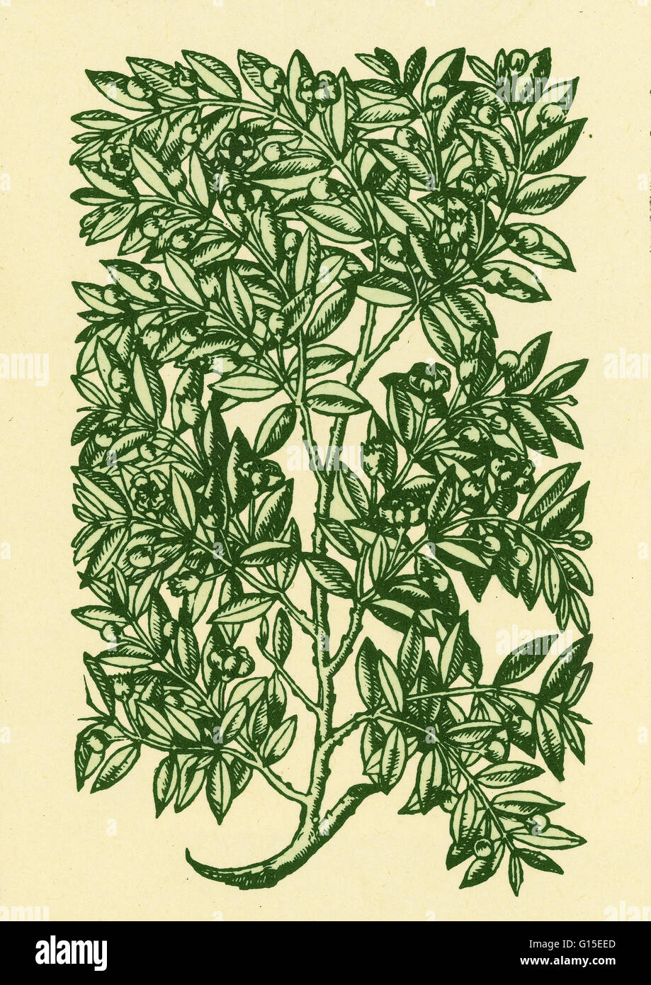 Evergreen myrtle tree myrtus communis hi-res stock photography and ...