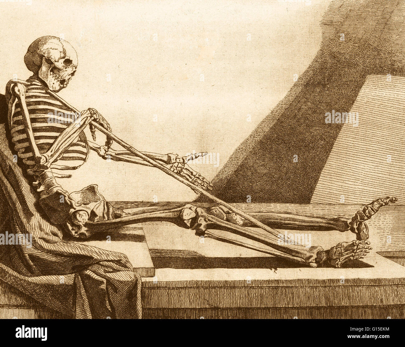 A skeleton on a slab, with a dissection prop. Allegorical death Stock ...