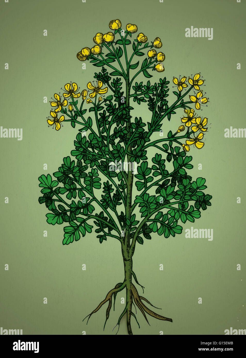 The Common Rue (Ruta graveolens) is a species of rue grown as a herb ...