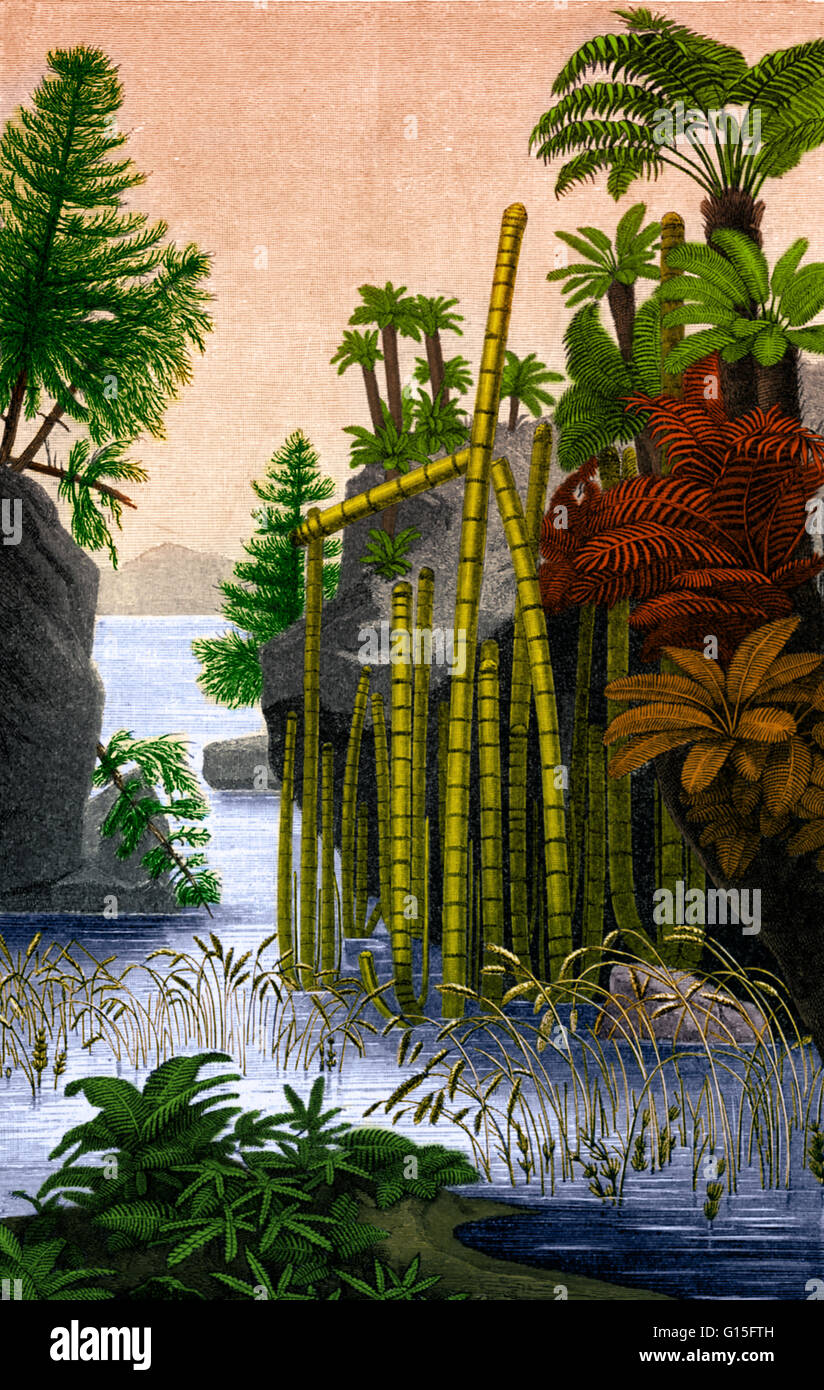 Illustration from 1896 depicting the primary plants present during the ...