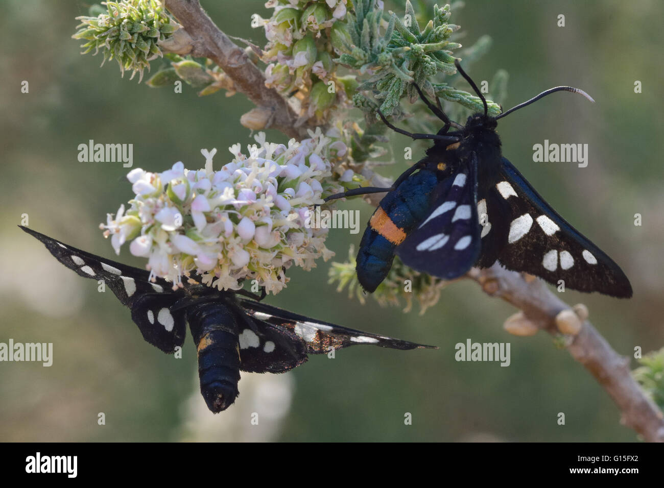 Nine-spotted moths (Amata phegea) nectaring. Iridescent day-flying moth ...