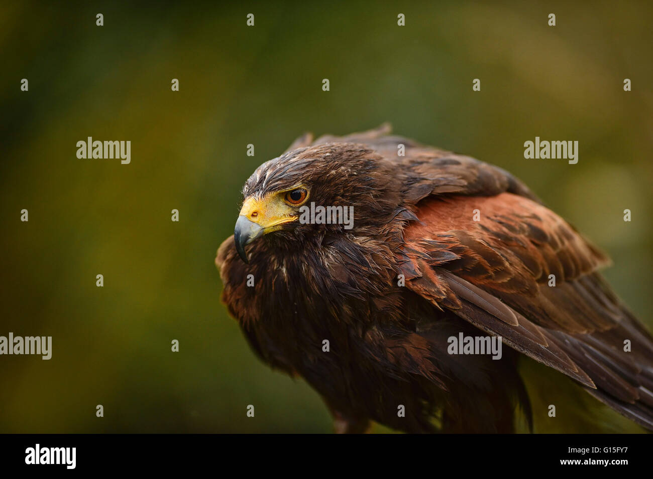 Harris hawk, United Kingdom, Europe Stock Photo - Alamy
