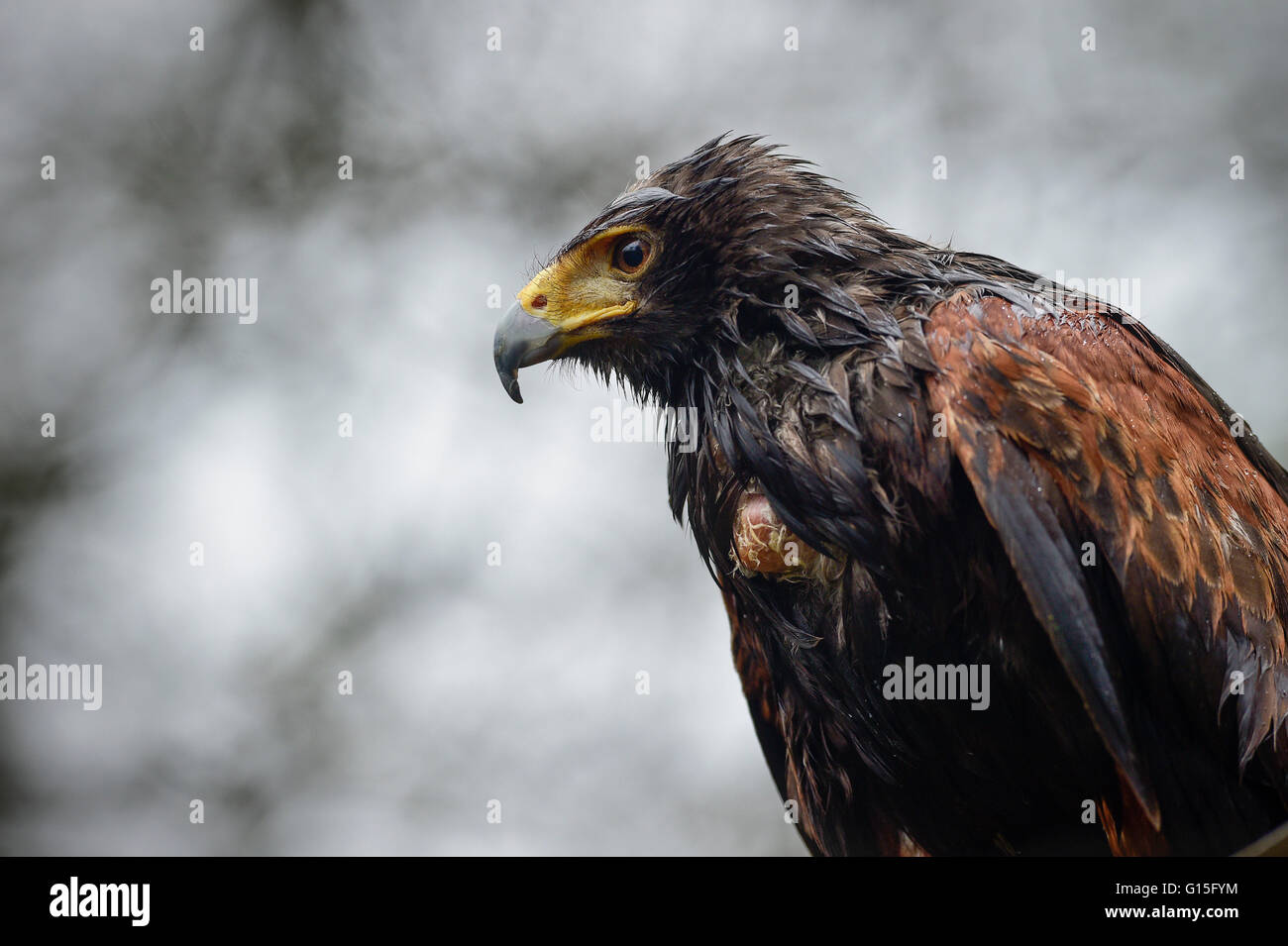 Hawk kingdom hi-res stock photography and images - Alamy