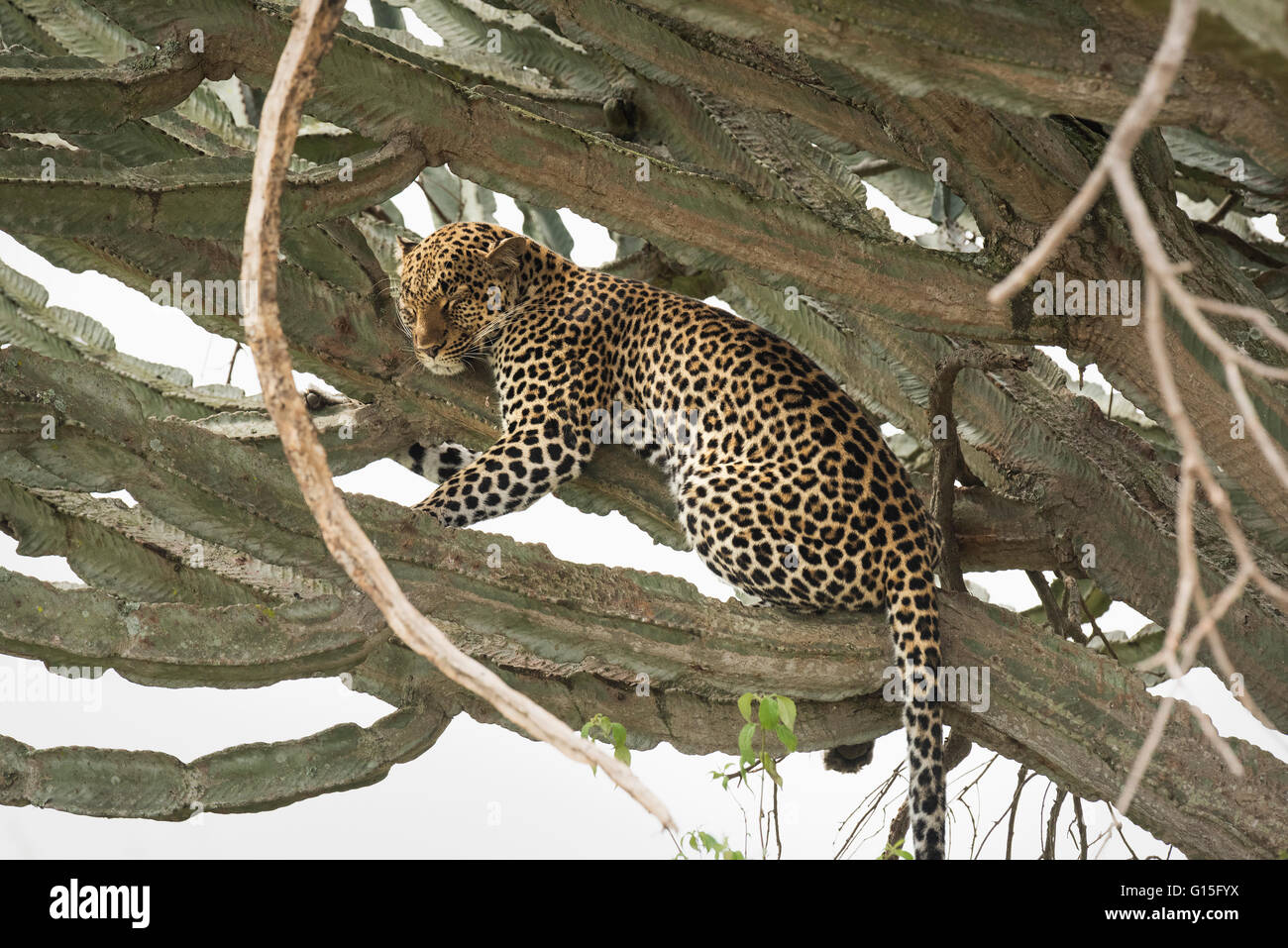 Queen elizabeth national park hi-res stock photography and images - Alamy