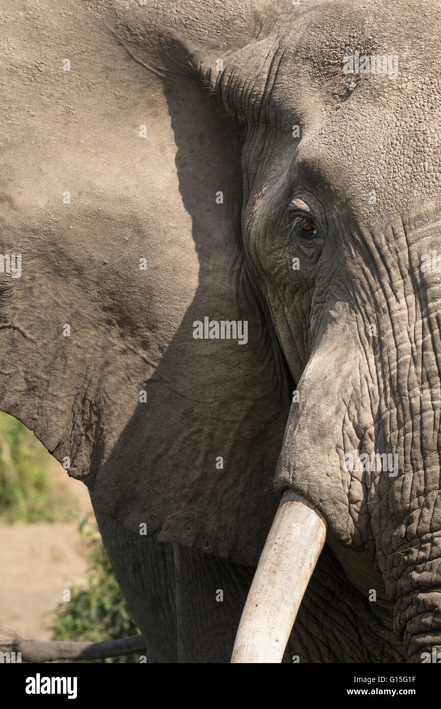 African elephant, Queen Elizabeth National Park, Uganda, Africa Stock ...